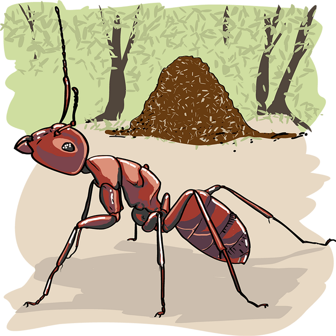 Ameise | wort.schule